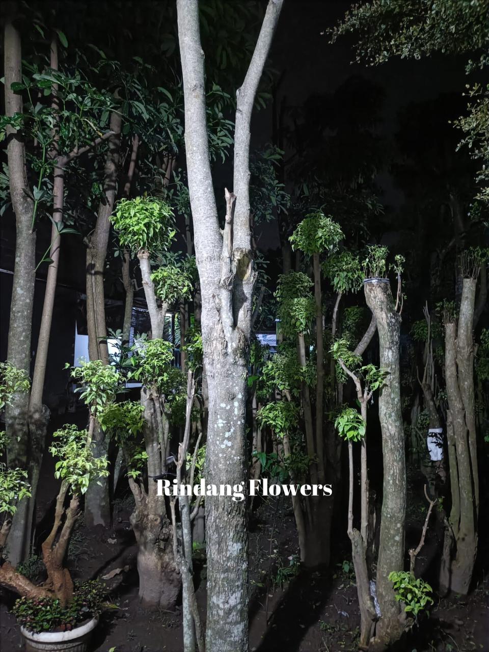 Rindang Flowers